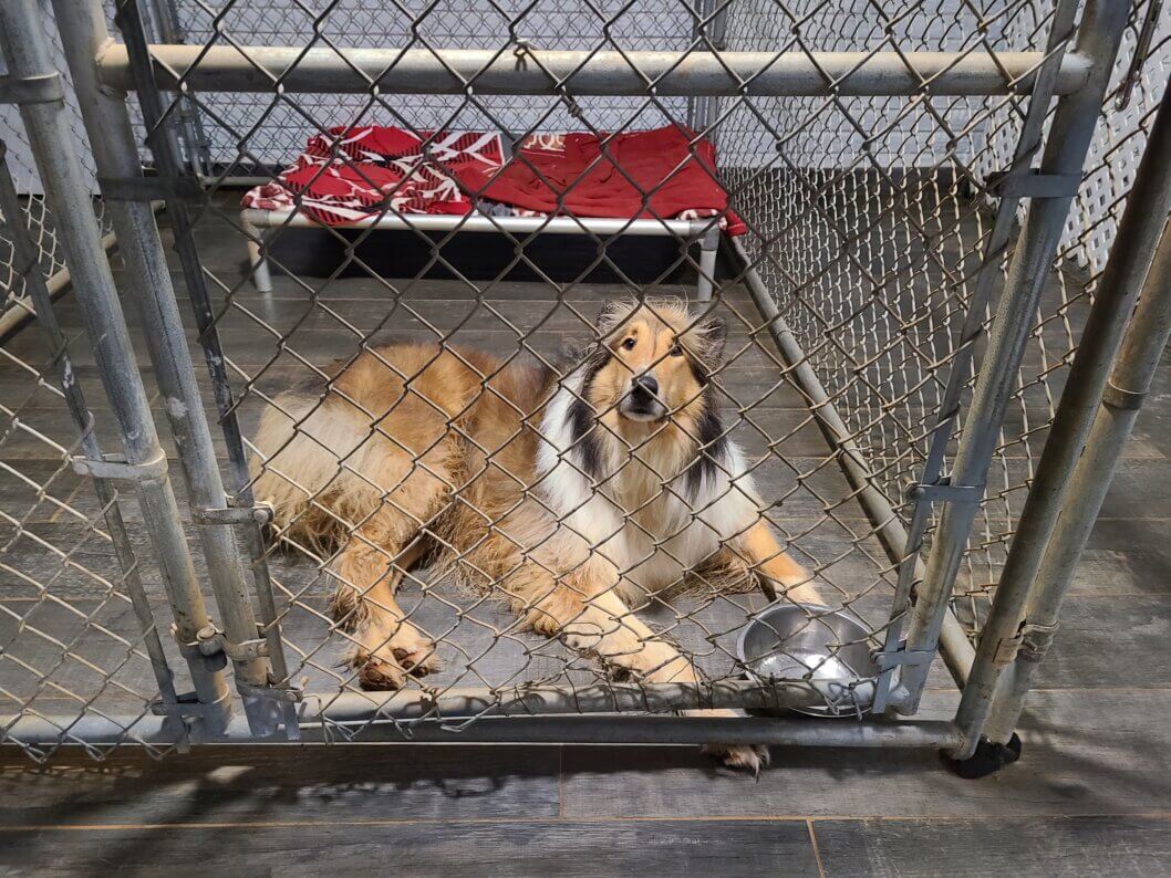Behind the Scenes: Animals Used in Hollywood Are Confined and Virtually ...