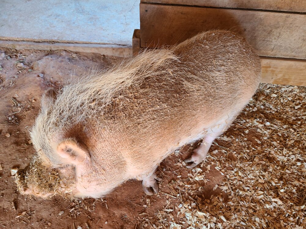 Behind the Scenes: Animals Used in Hollywood Are Confined and Virtually ...