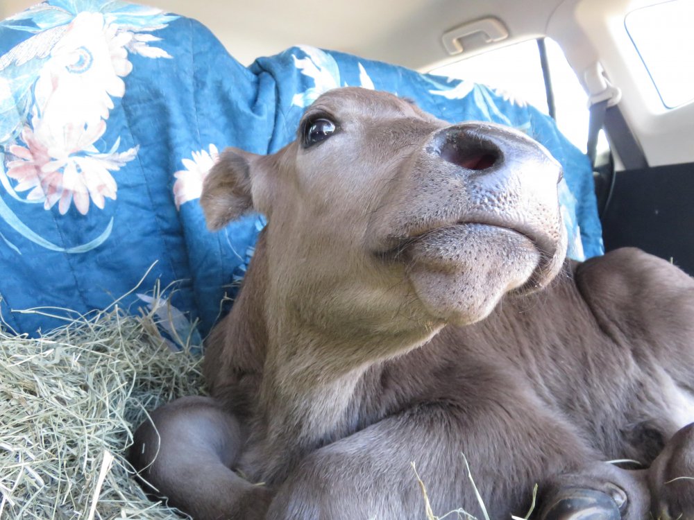 Barnaby: Australia's Luckiest 'Bobby Calf' - News - PETA Australia