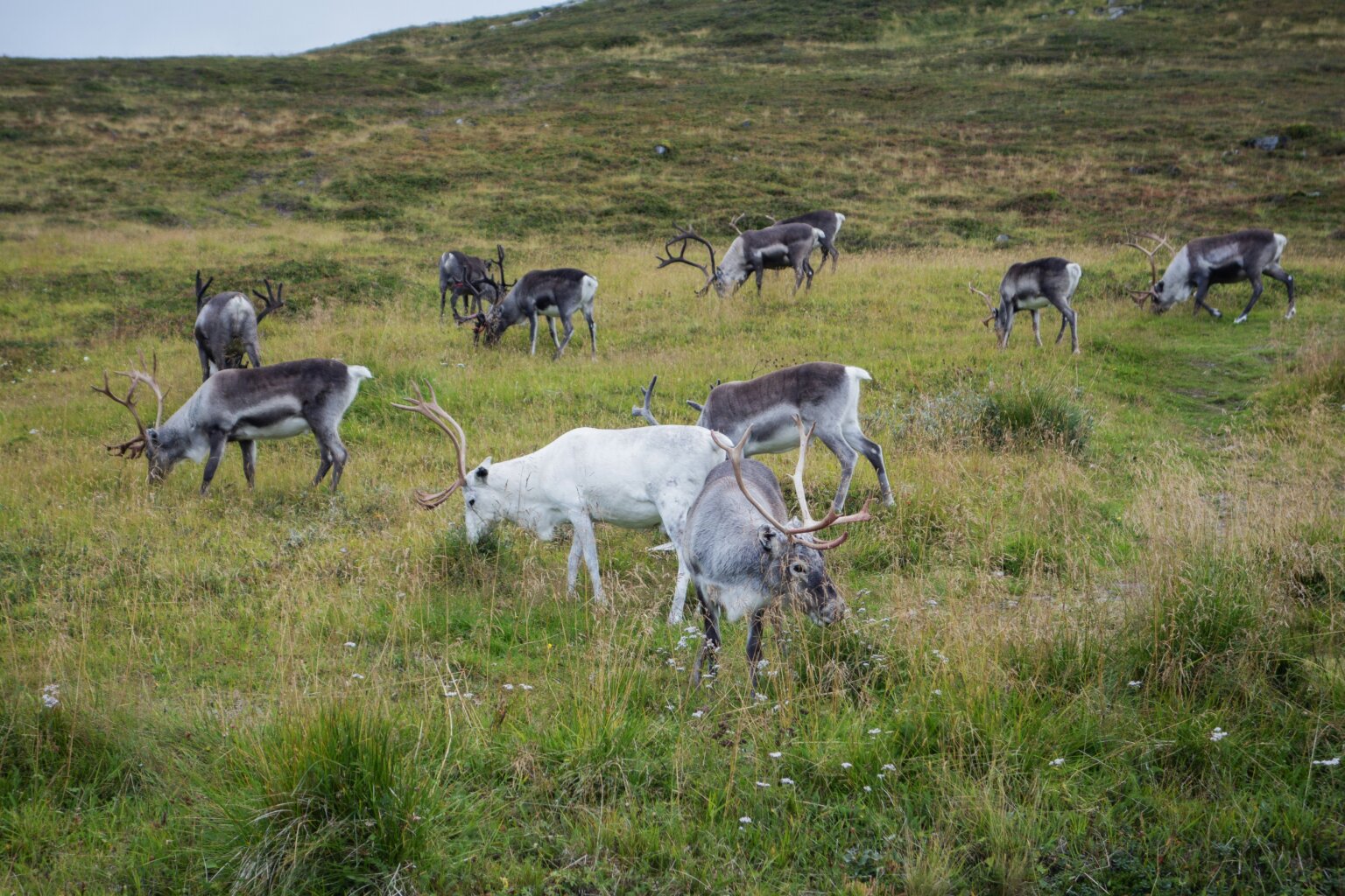 Reindeer Are Not Decorations! Christmas Parades Are No Party for ...