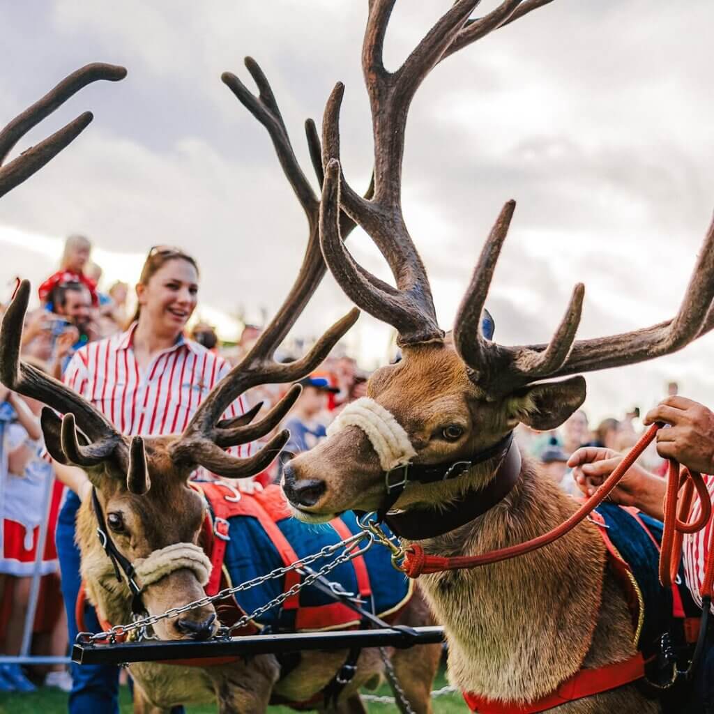 Reindeer Are Not Decorations! Christmas Parades Are No Party for ...