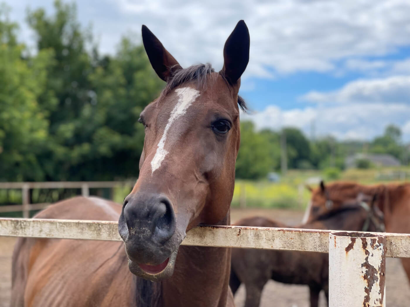 Don’t Miss Your Chance to Travel the World with PETA President Ingrid ...