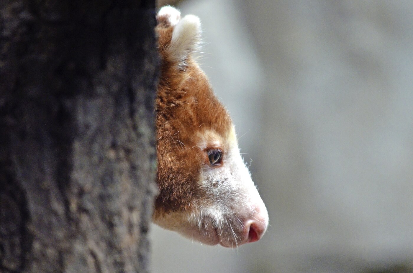 It’s World Kangaroo Day! How Meat, Skins, and Tourism Massacre ...