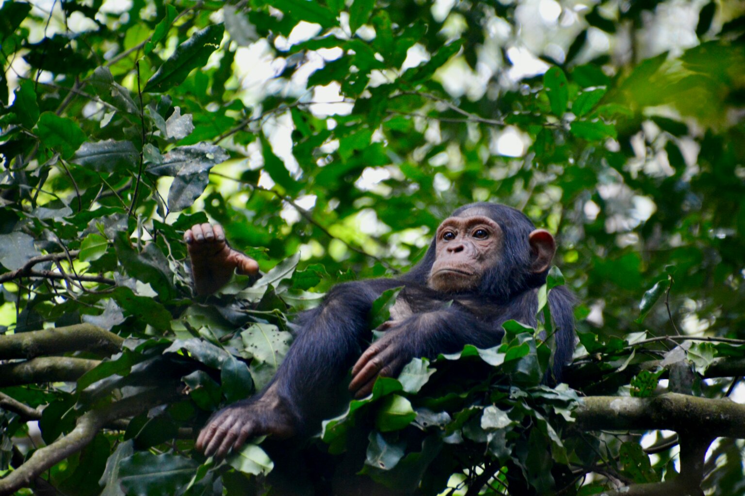 PETA Names Dr Jane Goodall the 2025 Person of the Year - News - PETA ...