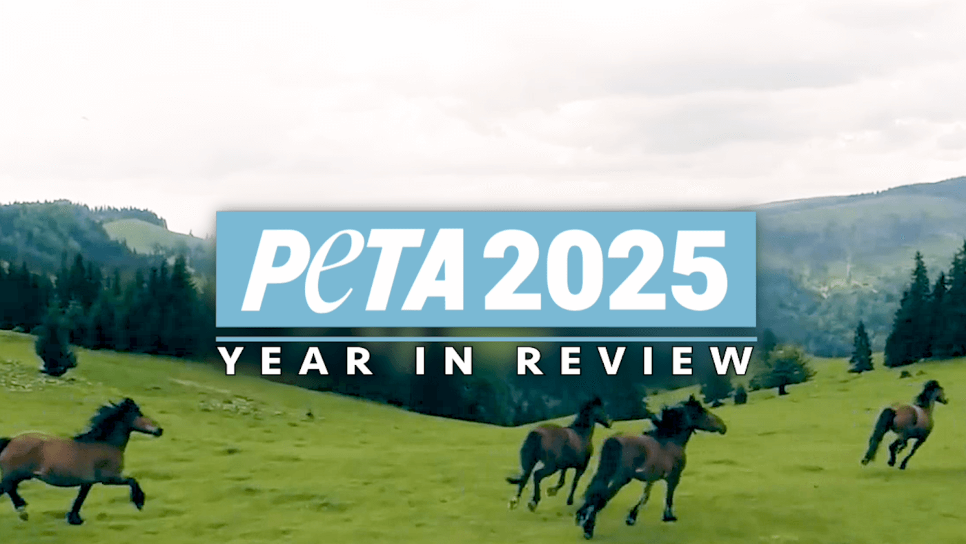 Recent News - PETA Australia
