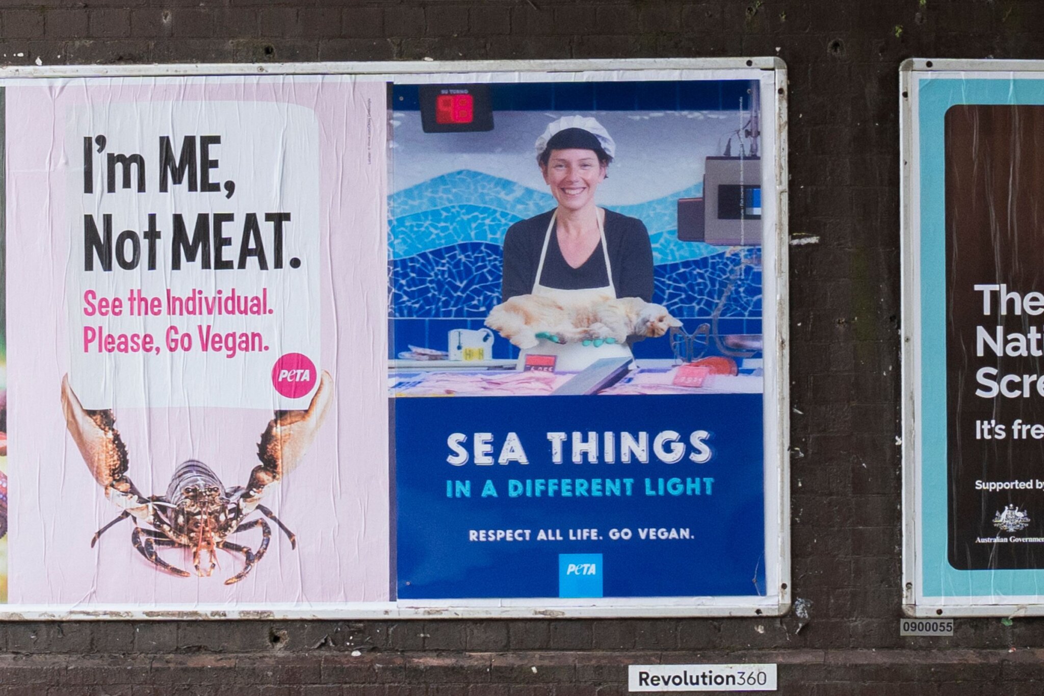 Feasting on Festive Fish? May As Well Be A Feline! - News - PETA Australia