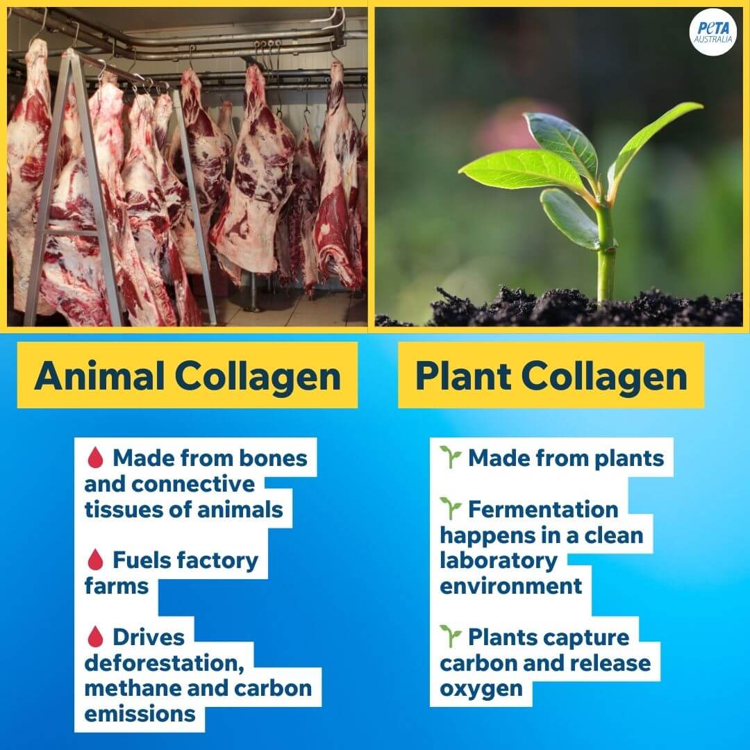 A Face Full of Flesh? Yuck. Get "Glass Skin" Without Hurting Animals ...
