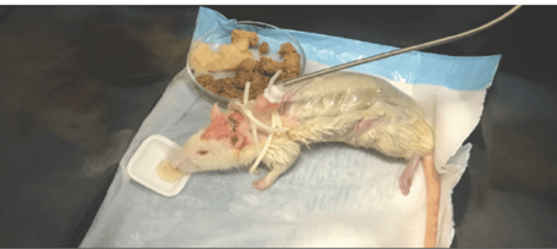 PETA U.S. Urges Pentagon to Stop Funding Horrific Experiments on ...