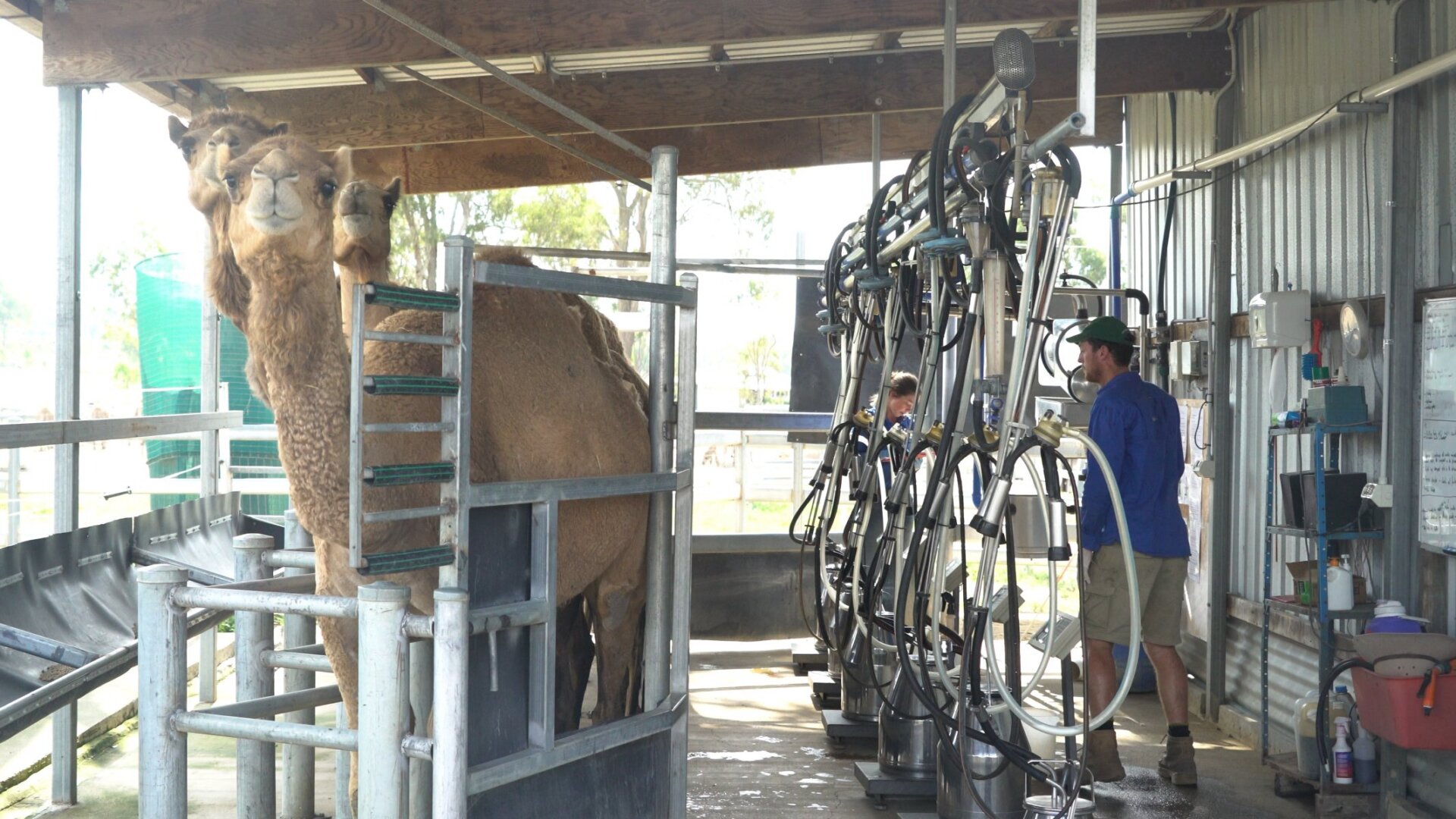 No Happy Hump Days: How Clever Camels Are Abused – And How You Can Help ...