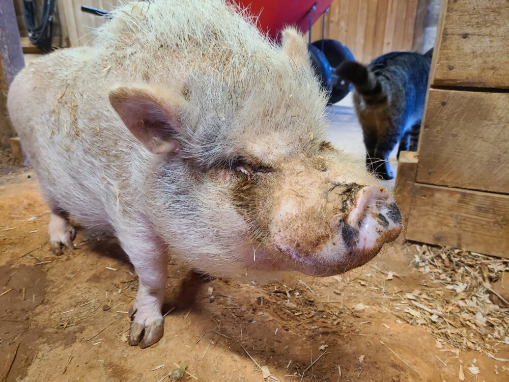 Behind the Scenes: Animals Used in Hollywood Are Confined and Virtually ...