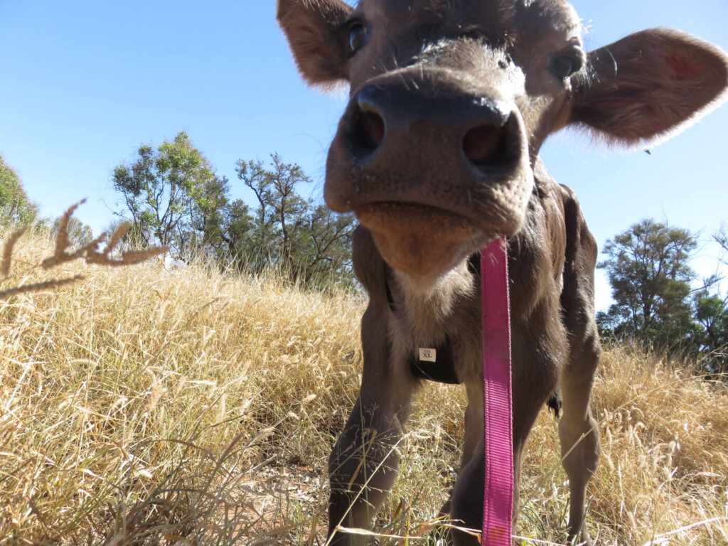 Barnaby: Australia's Luckiest 'Bobby Calf' - News - PETA Australia