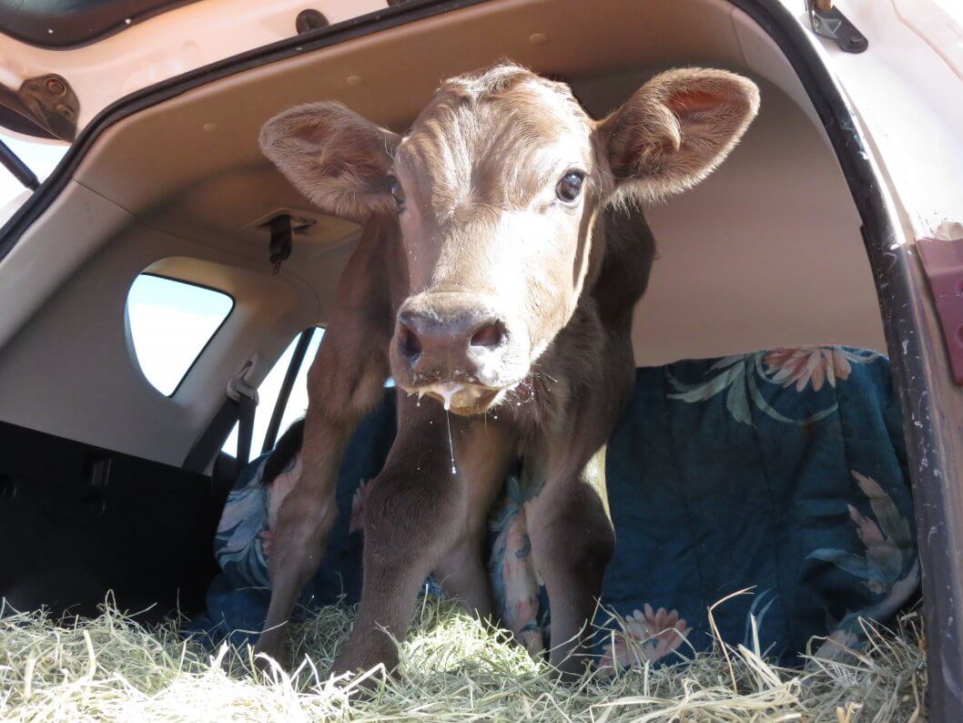 Barnaby: Australia's Luckiest 'Bobby Calf' - News - PETA Australia