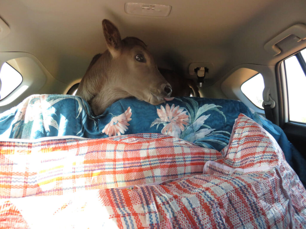 Barnaby: Australia's Luckiest 'Bobby Calf' - News - PETA Australia