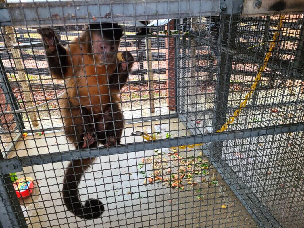 Behind the Scenes: Animals Used in Hollywood Are Confined and Virtually ...