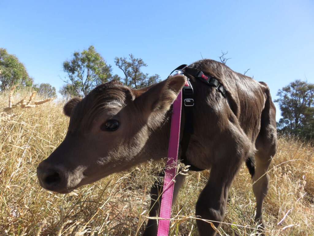 Barnaby: Australia's Luckiest 'Bobby Calf' - News - PETA Australia
