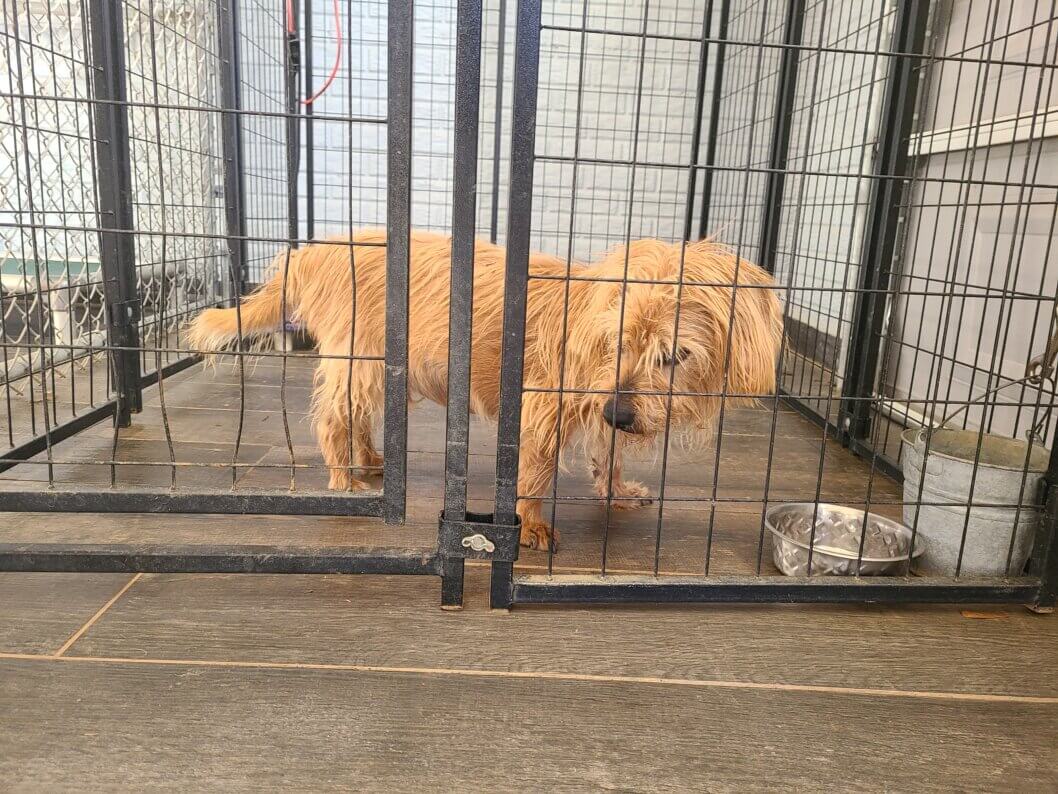 Behind the Scenes: Animals Used in Hollywood Are Confined and Virtually ...