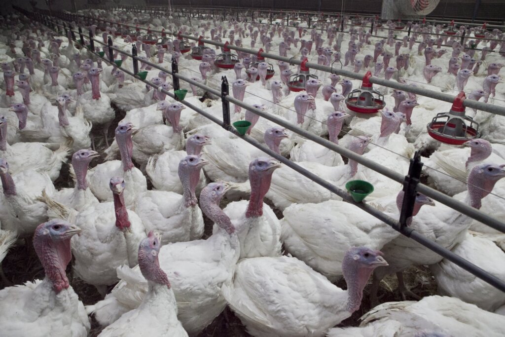Turkeys Go Through Hell Before Being Killed for Christmas - PETA Australia