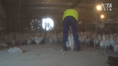 How PETA Helps Animals on Australian Farms (and How You Can Get ...