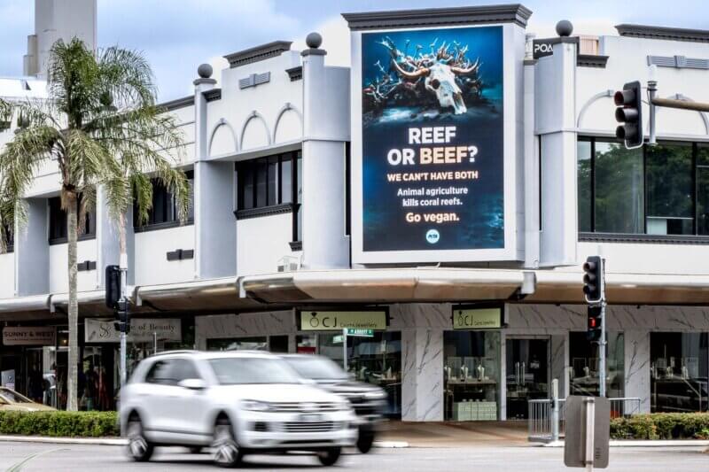 Reef or Beef? Animal Agriculture Is Killing Corals - News - PETA Australia