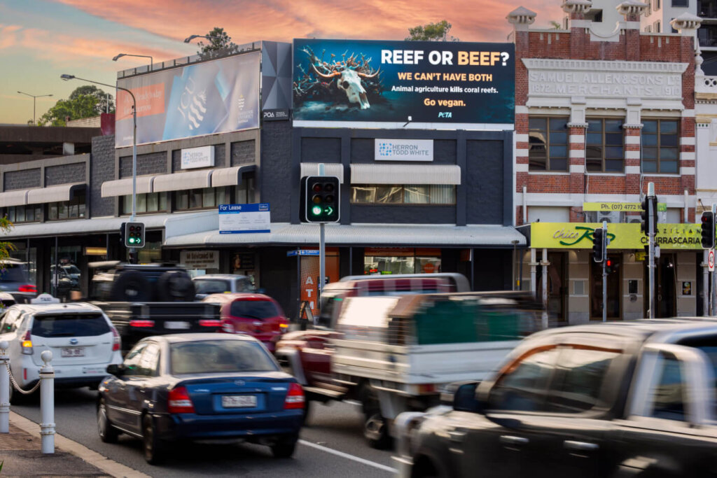 ‘Reef or Beef?’ PETA Billboard Warns We Can’t Have Both - PETA Australia