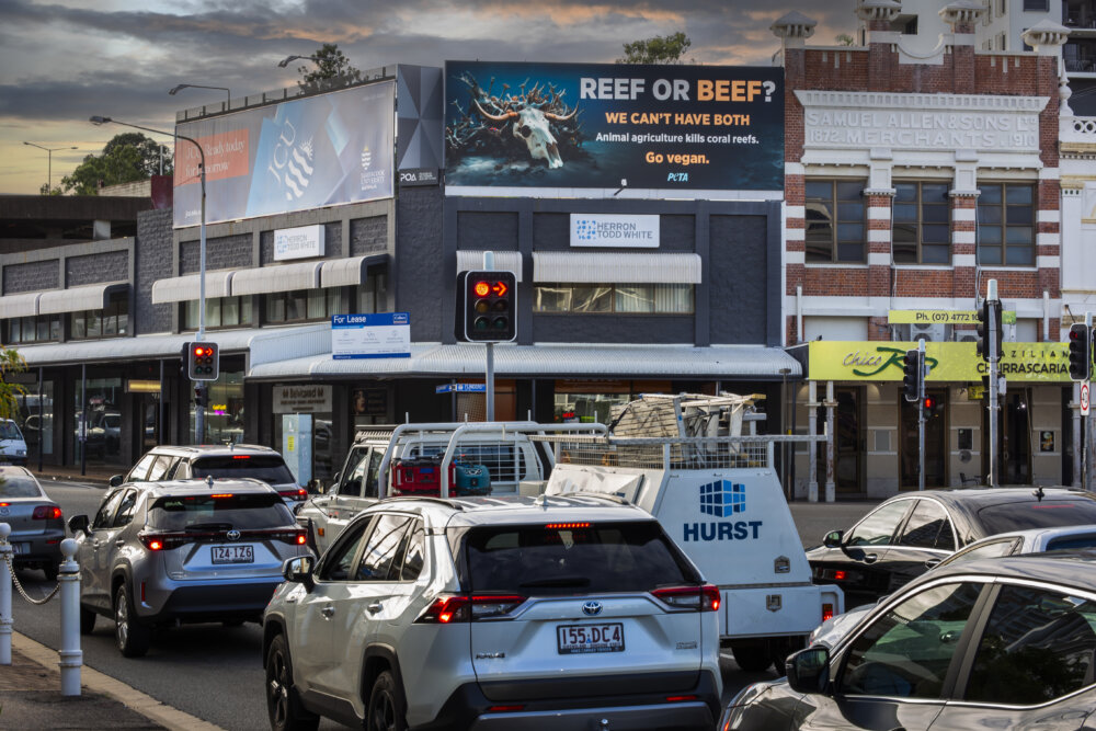 Reef or Beef? Animal Agriculture Is Killing Corals - News - PETA Australia