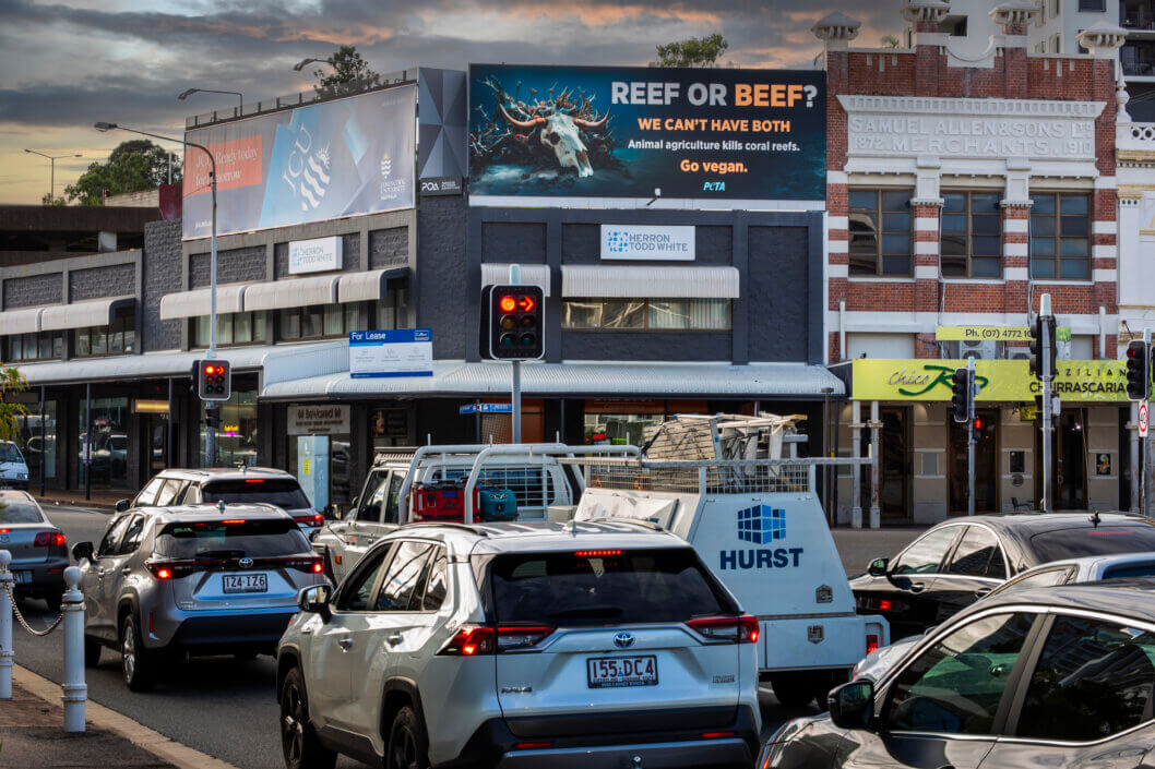 Reef or Beef? Animal Agriculture Is Killing Corals - News - PETA Australia