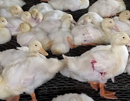 PETA Virtual Event: Global Compassion Fund Fireside Chat - News - PETA ...