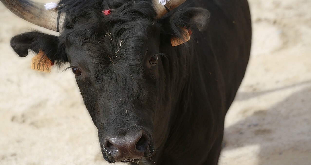 Huge Win for Bulls! Maker of Absolut Vodka Cuts Ties With Bullfighting ...