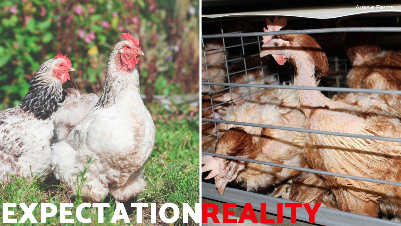 Egg-Laying Hens: Mothers, Not Machines - PETA Australia