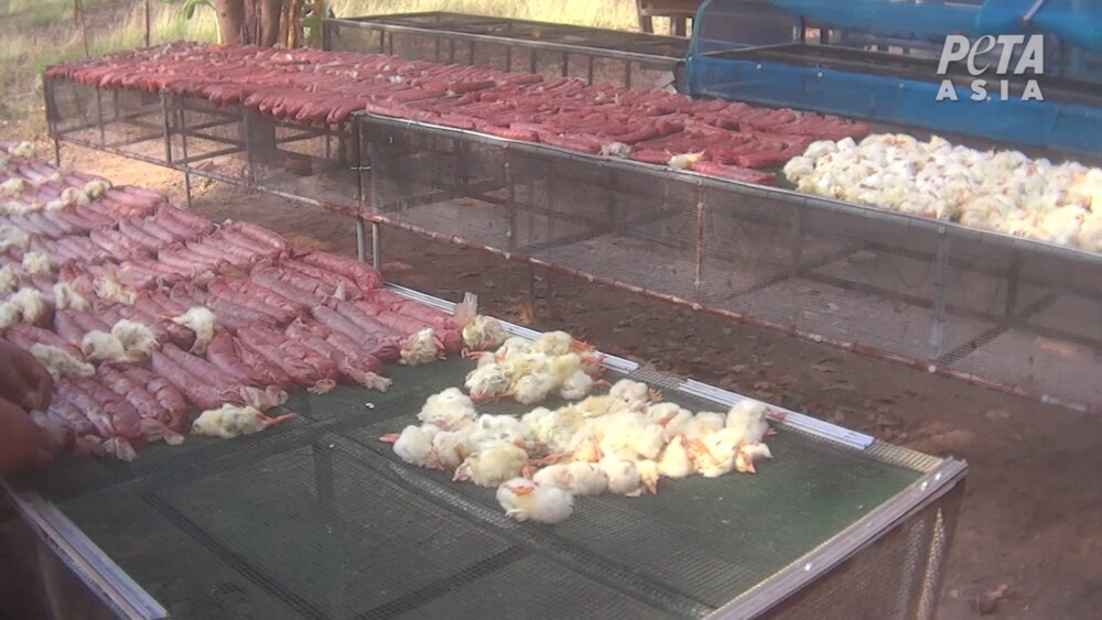 Gucci Parent Company Connected to Gruesome Snake Killings - News - PETA ...