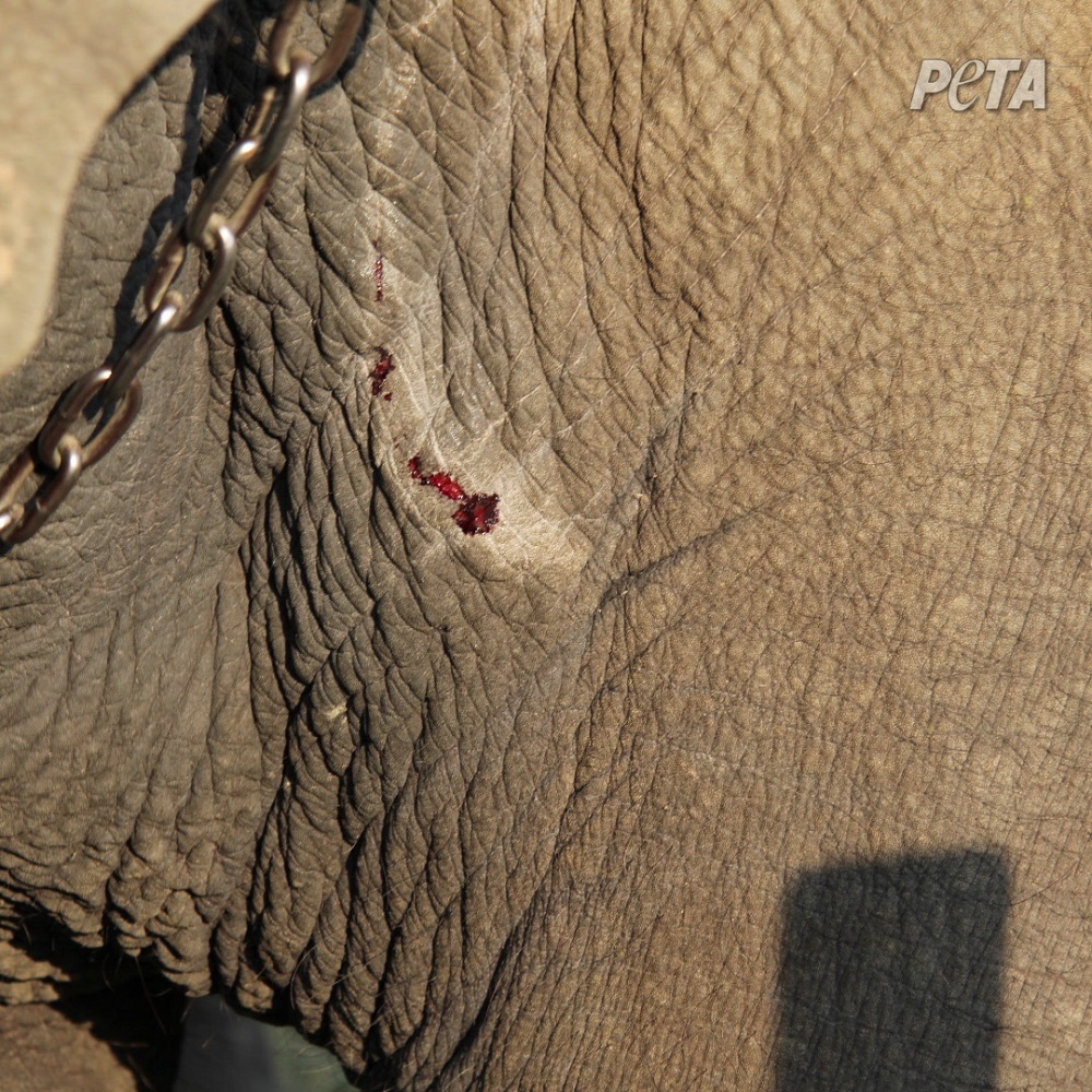 Exposé Reveals Captive Elephants Are Used as Punchbags at This ...