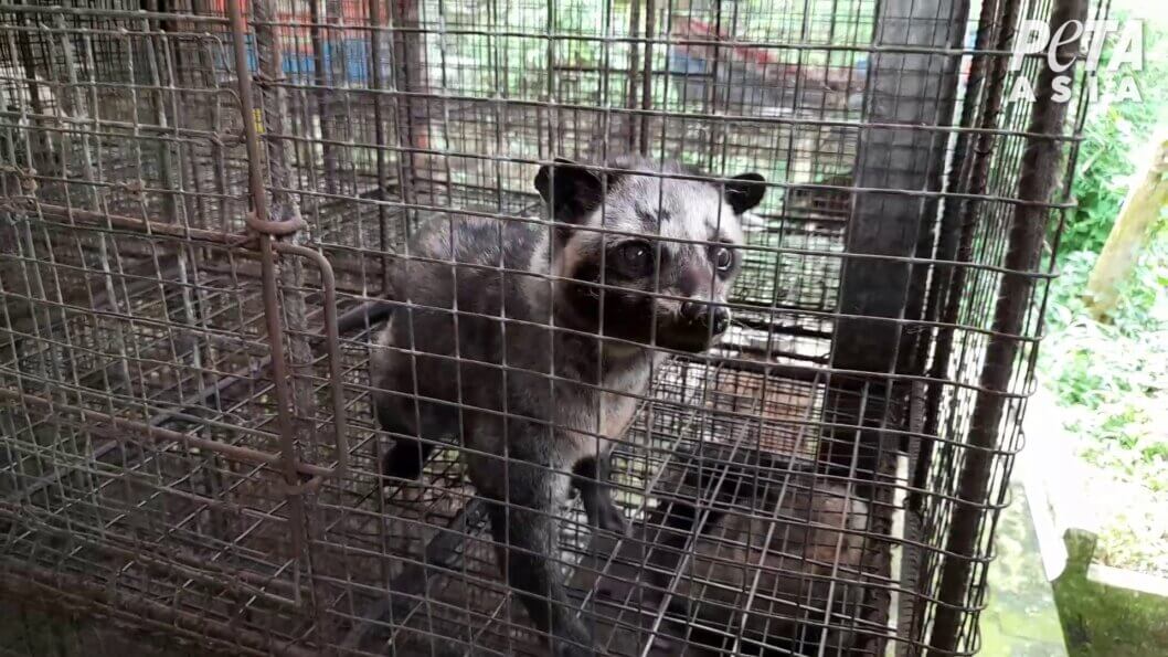 Civet Cats Driven Mad: PETA Exposes Kopi Luwak Coffee - News - PETA ...