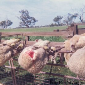 Mulesing – A Barbaric and Unnecessary Cruelty - PETA Australia