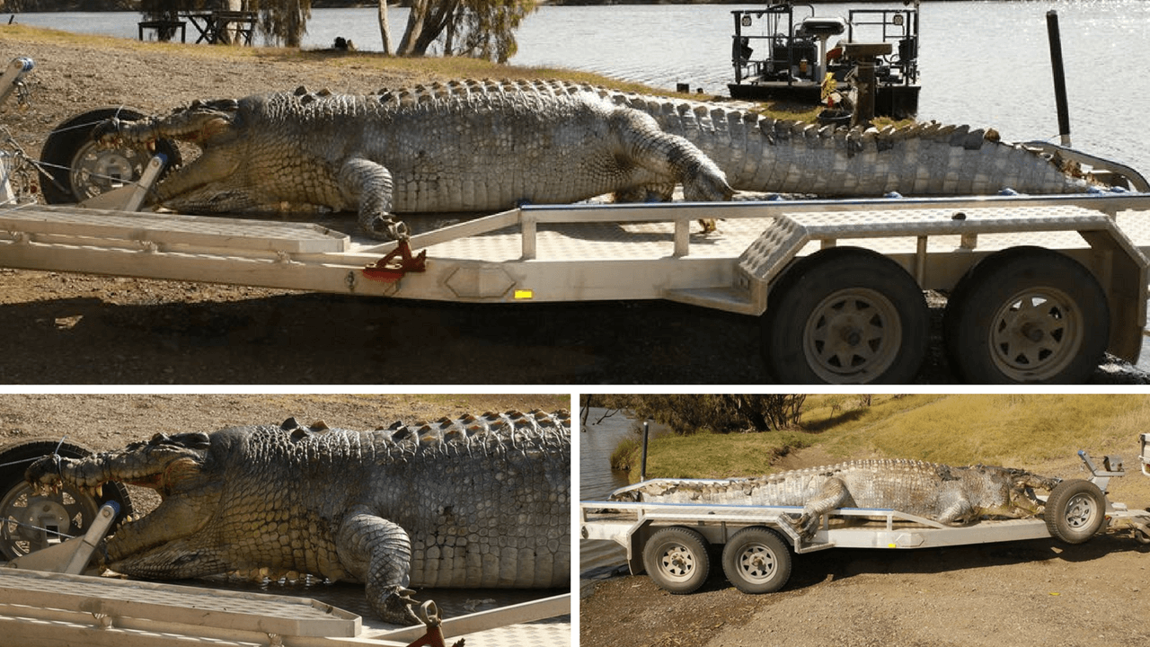 REWARD: $5,000 TO CATCH CROC KILLER - News - PETA Australia