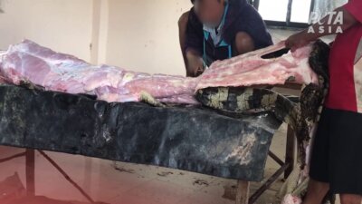 Crocodiles Skinned Alive for Bags, Shoes, and Belts - News - PETA Australia