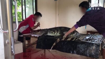 Crocodiles Skinned Alive for Bags, Shoes, and Belts - News - PETA Australia