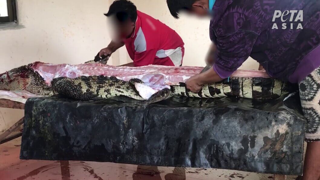 Crocodiles Skinned Alive for Bags, Shoes, and Belts - News - PETA Australia