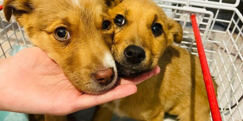 7 Times Petitions Saved Animals