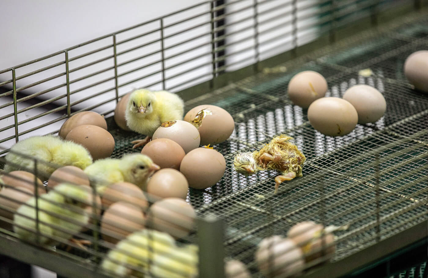 Chick Hatching in the Classroom: A Lesson in Cruelty - News - PETA ...