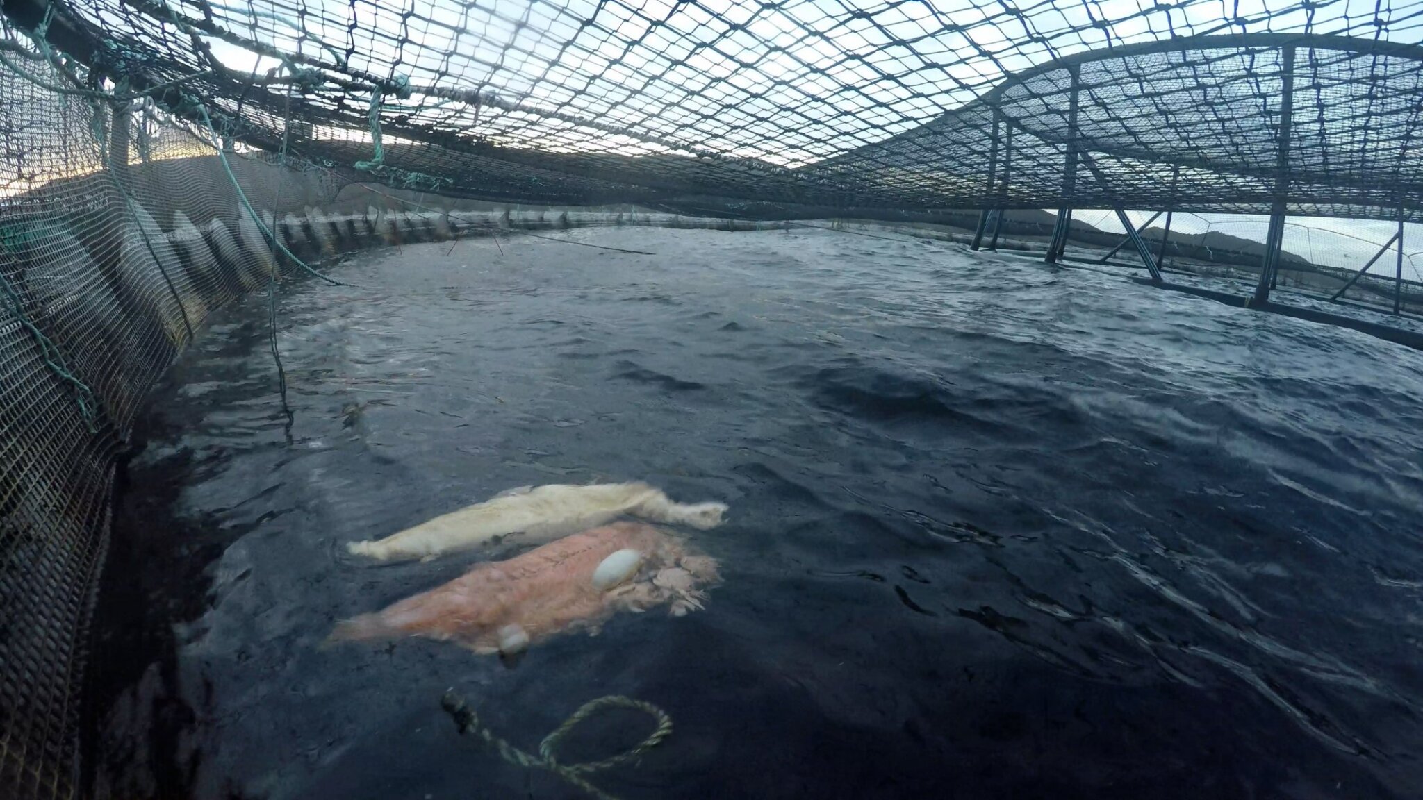 Tasmania’s Salmon Farms—And All Fish Factory Farms—Must Go, Not Grow ...