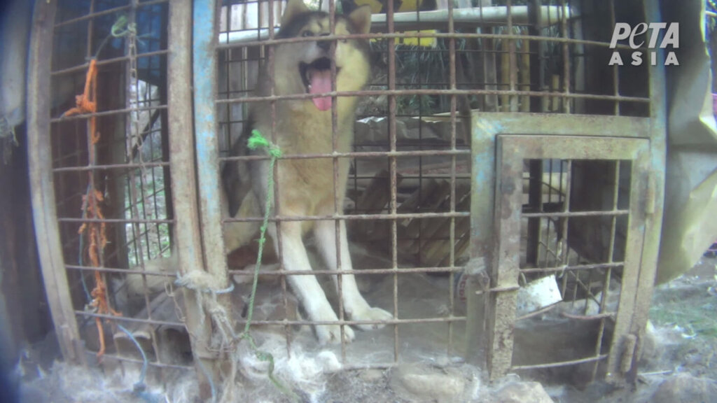 Indonesian Puppy Factory Footage Shows Disabled Dogs Crying in Despair - News - PETA Australia