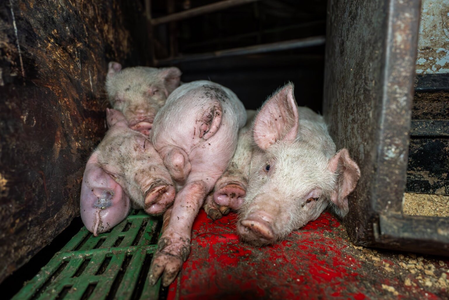 As New Abuse Footage Outrages, Punishment of Pigs Remains Cruel, But ...