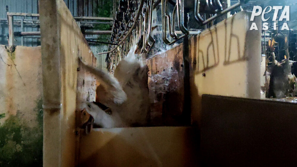 How Ducks Suffer and Die for ‘Responsible’ Down - News - PETA Australia