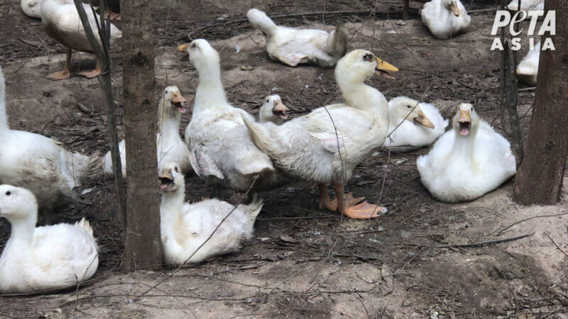 How Ducks Suffer and Die for ‘Responsible’ Down - News - PETA Australia