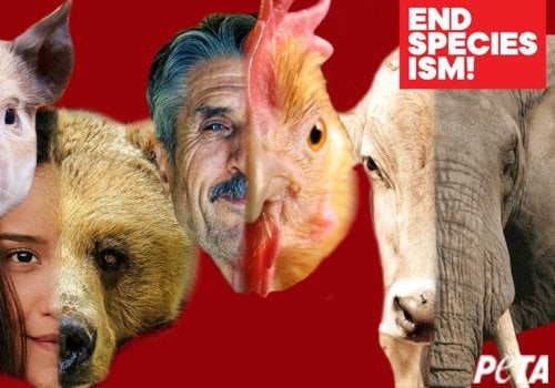 PETA | Animal Rights in Australia