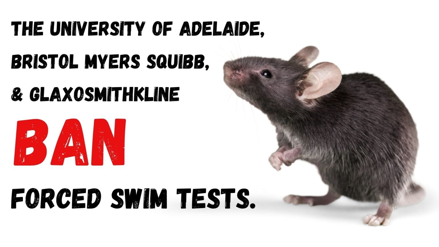 PETA’s 2020: How You Helped Us Help Animals - News - PETA Australia