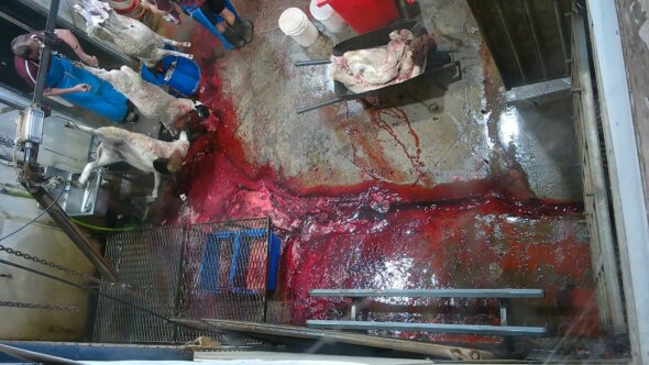 Baby Clings to Life at Australian Lamb Farm - News - PETA Australia