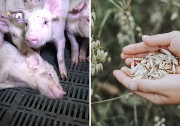 PETA | Animal Rights in Australia