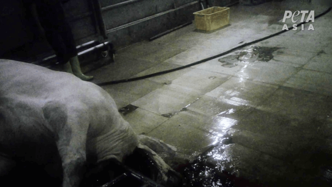 Australian Live Export: Animals Thrash on Floor, Bleeding Out - News ...