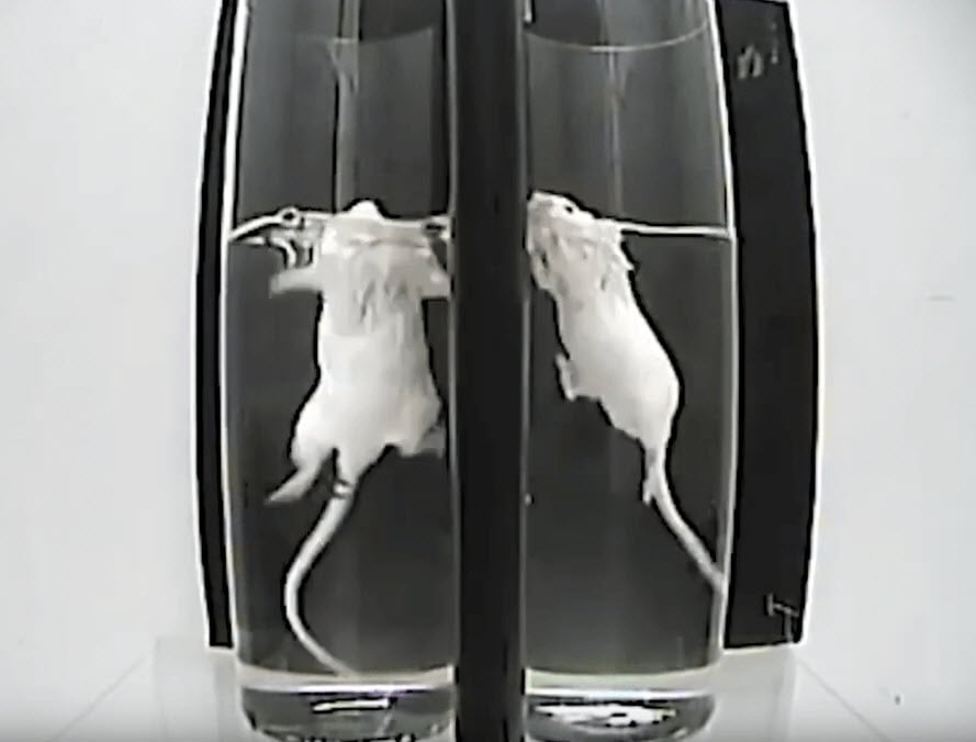 NSW Could Be the First Jurisdiction to Ban the Forced Swim Test - News ...